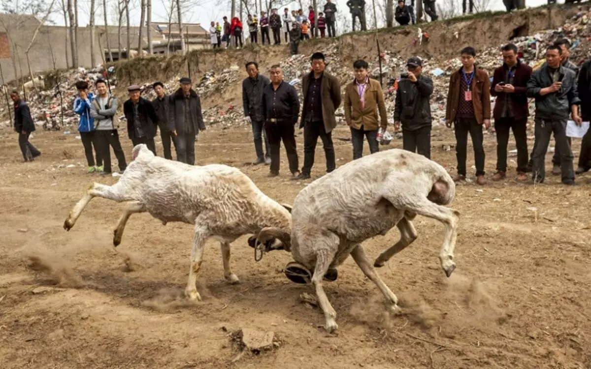 गेल्या आठवड्यात प्राणी सर्वोत्तम फोटो 10525_8