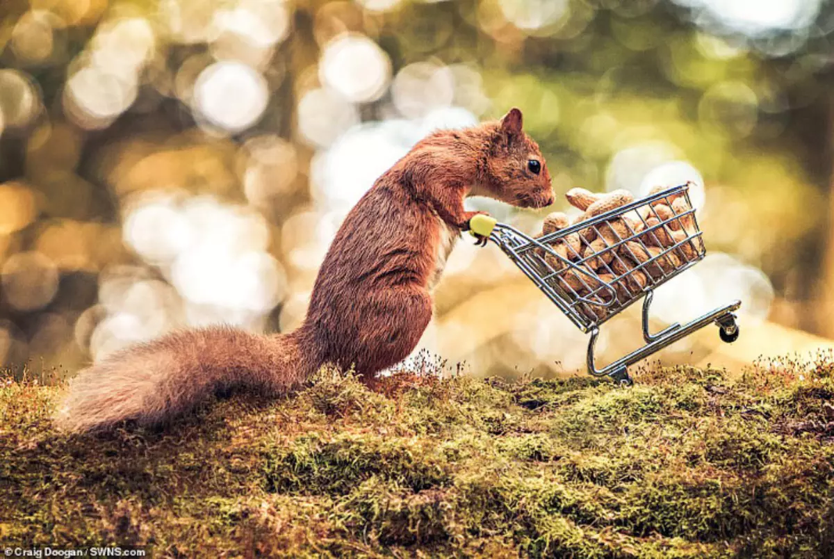 Voverės teigiamos fotografijos riešutmedžio fotografas Nuotraukų sesija Škotija