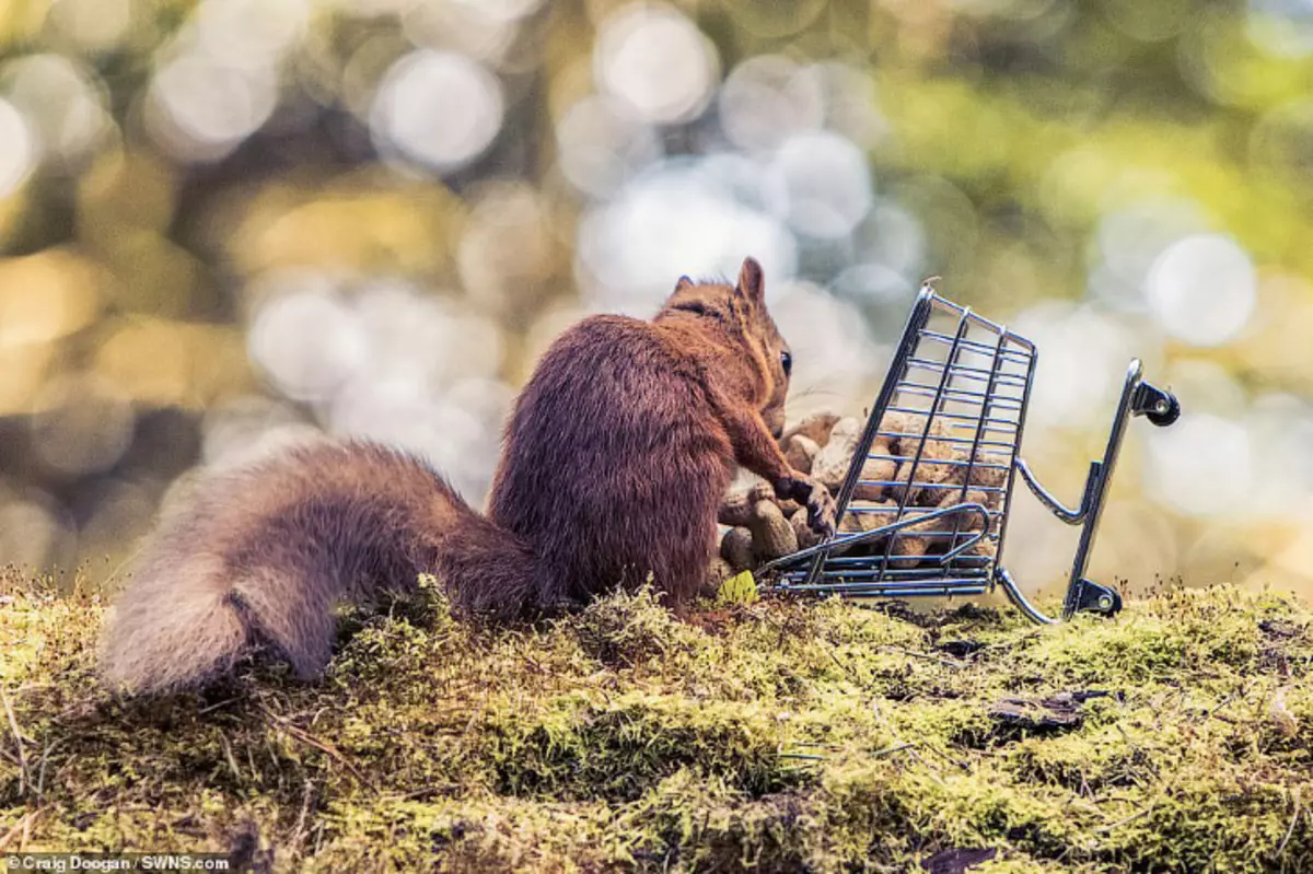 Awọn squirrels Polly Walnut Fotogirafa