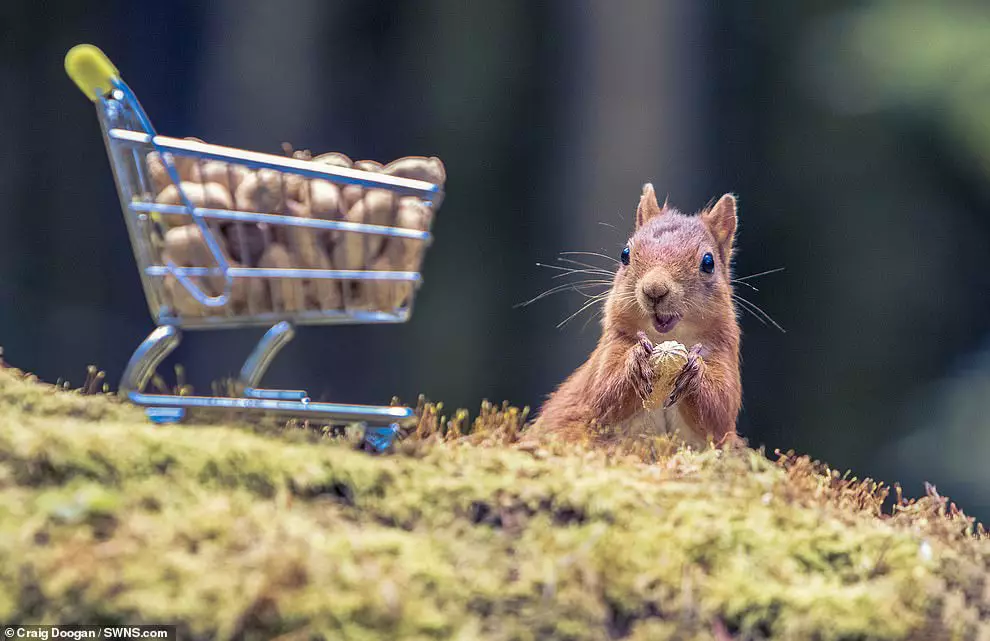 Squirrel pẹlu awọn eso