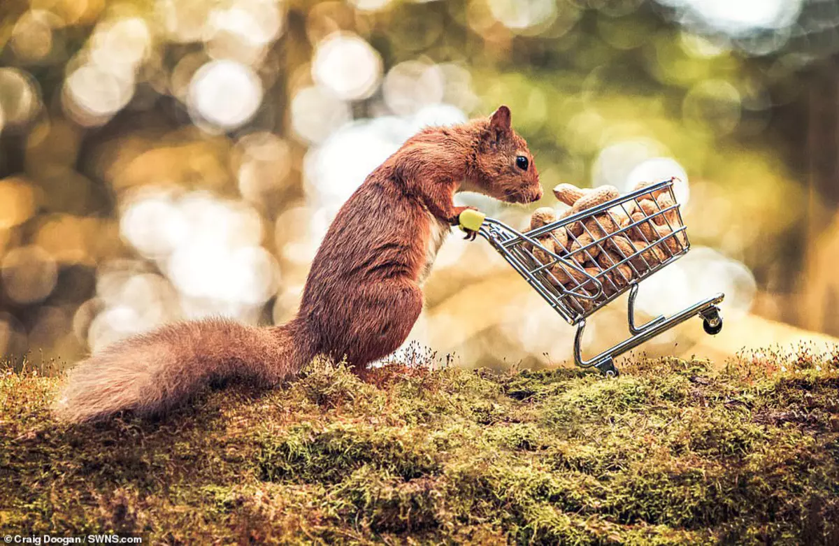 Squirrels நேர்மறை புகைப்படம் எடுத்தல் வால்நட் புகைப்படக்கலைஞர் புகைப்பட அமர்வு ஸ்காட்லாந்து