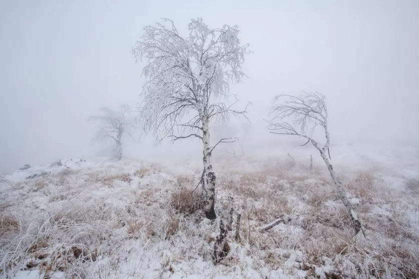 Hvítar kvak eru fallegar hvenær sem er ársins! Hvetja! 10598_14