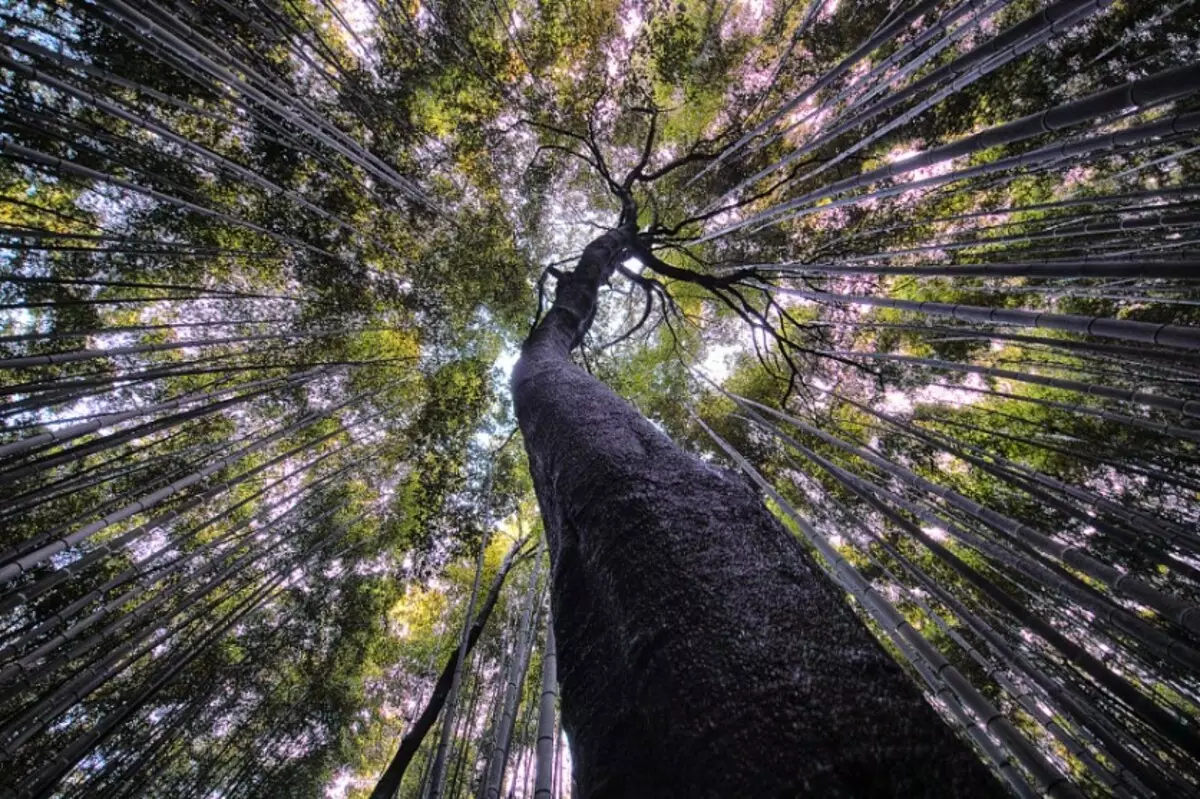 Déi meescht beléifste Fotoen vun der Natur aus dem Netz vun dësem Joer;) 10641_13