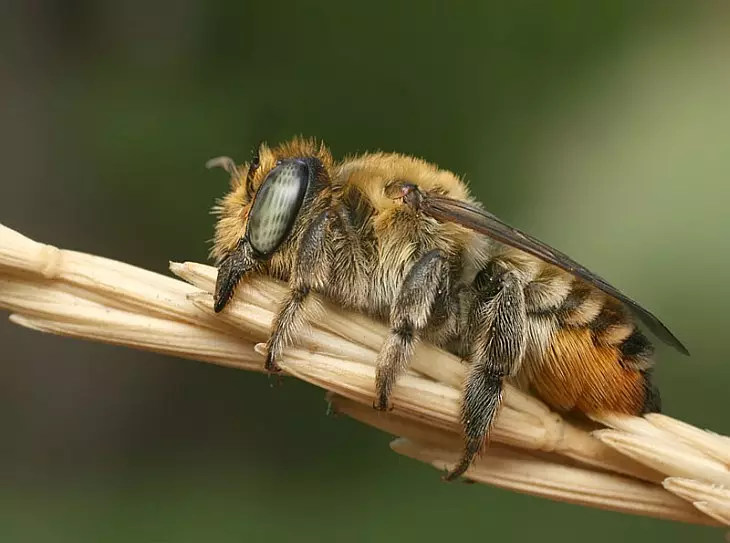 Hoe slapen de bijen? Fotograafstanislav Shinkarenko 10649_1