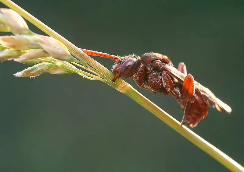 Hoe slapen de bijen? Fotograafstanislav Shinkarenko 10649_10