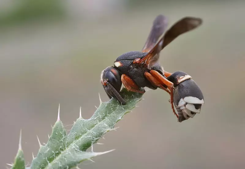 Bagaimana Lebah Tidur? Fotografer Stanislav Shinkarenko. 10649_12