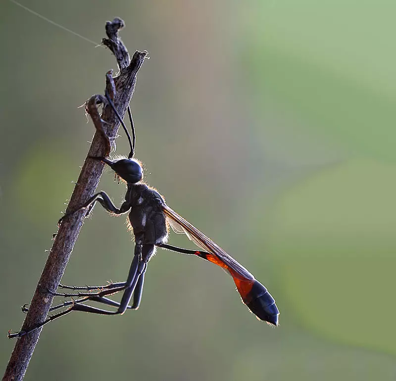 Kedu ka a na-ehi ụra? Onye na-ese foto Stanslav Shinkarenko 10649_13