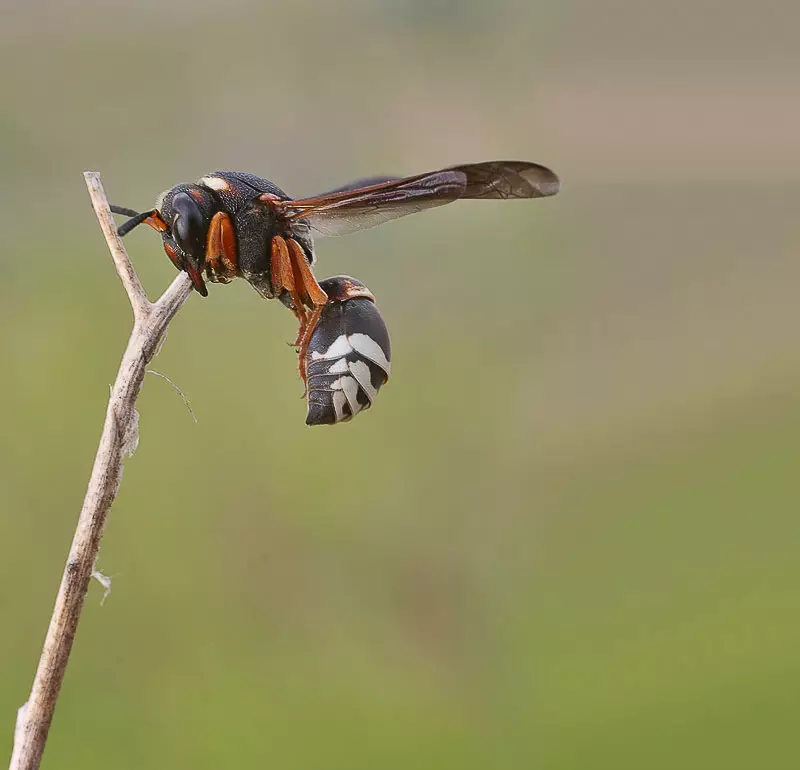 Kako čebele spijo? Fotograf Stanislav Shinkarenko. 10649_14