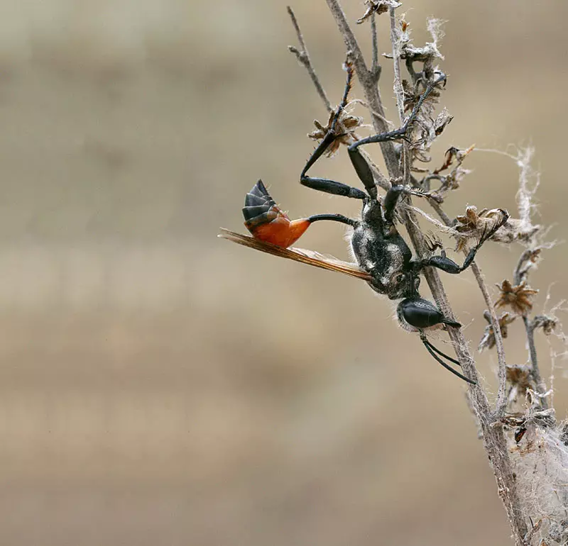 Hoe slapen de bijen? Fotograafstanislav Shinkarenko 10649_15