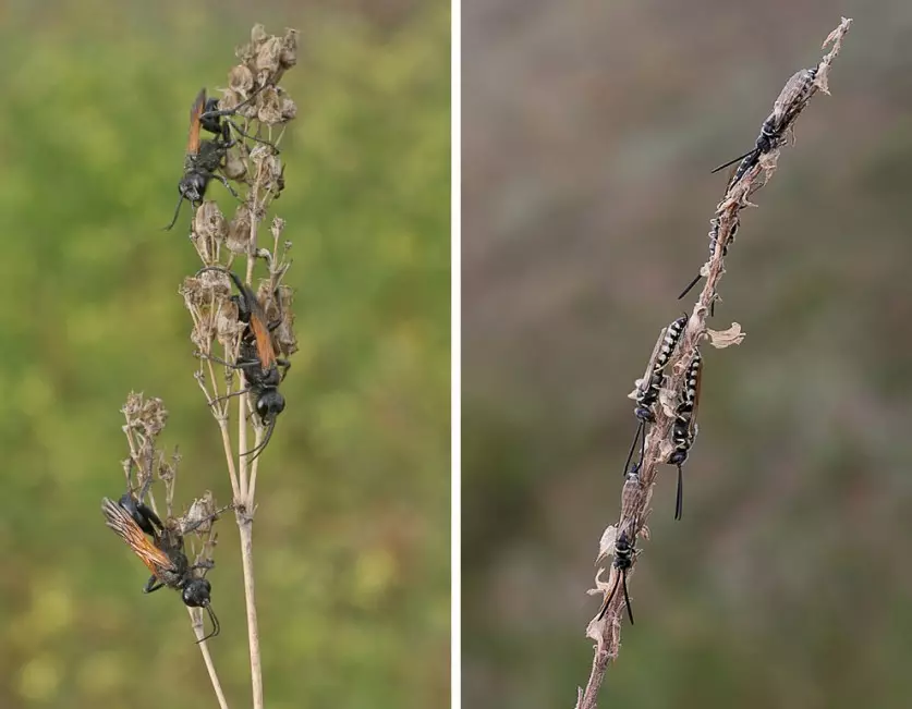 Hoe slapen de bijen? Fotograafstanislav Shinkarenko 10649_17