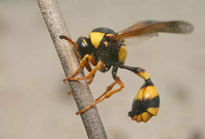 Kako čebele spijo? Fotograf Stanislav Shinkarenko. 10649_18