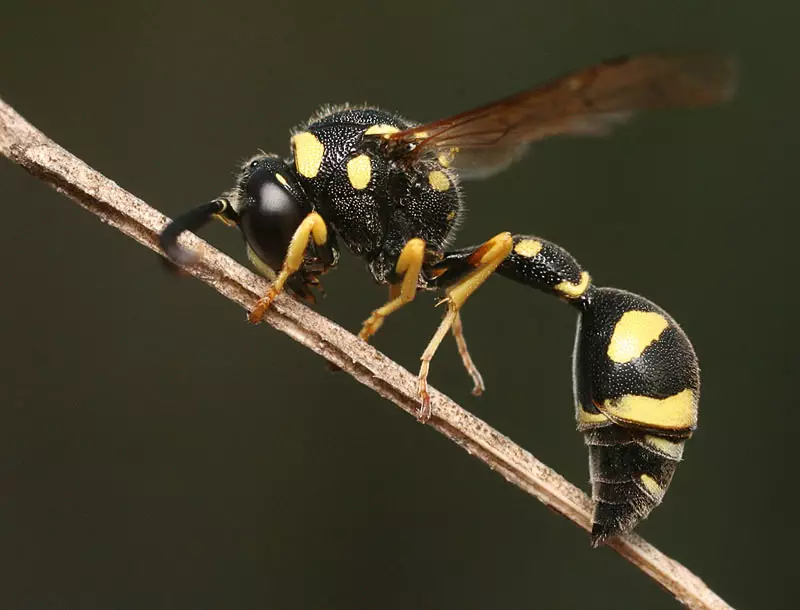 Hoe slapen de bijen? Fotograafstanislav Shinkarenko 10649_19