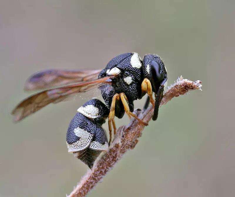 Hoe slapen de bijen? Fotograafstanislav Shinkarenko 10649_20