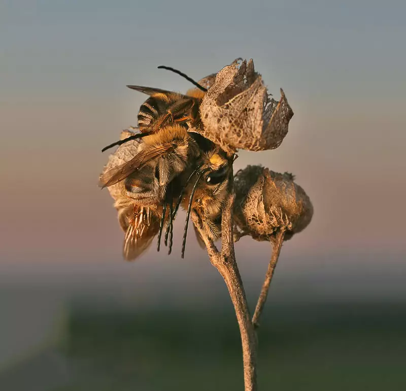 Bagaimana Lebah Tidur? Fotografer Stanislav Shinkarenko. 10649_3