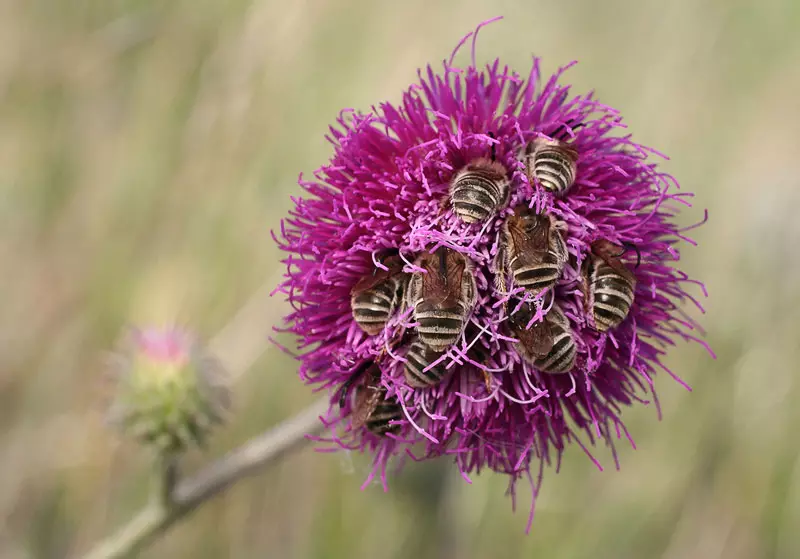 Hoe slapen de bijen? Fotograafstanislav Shinkarenko 10649_4