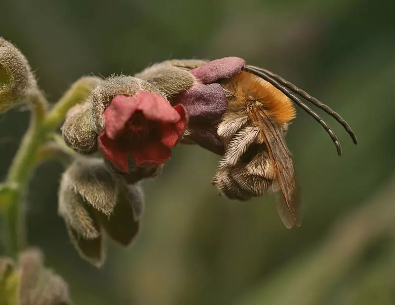 Kako čebele spijo? Fotograf Stanislav Shinkarenko. 10649_5