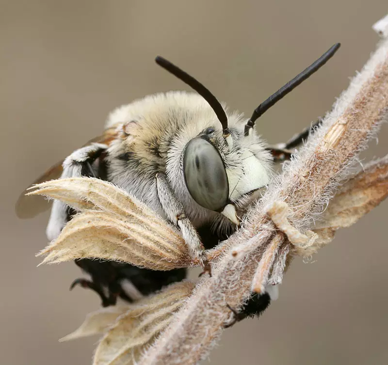 Hoe slapen de bijen? Fotograafstanislav Shinkarenko 10649_6