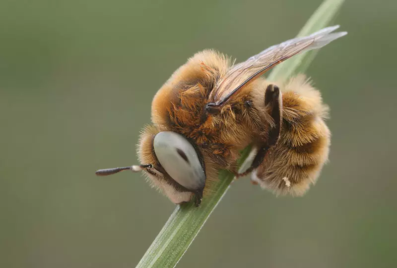 Bagaimana Lebah Tidur? Fotografer Stanislav Shinkarenko. 10649_7