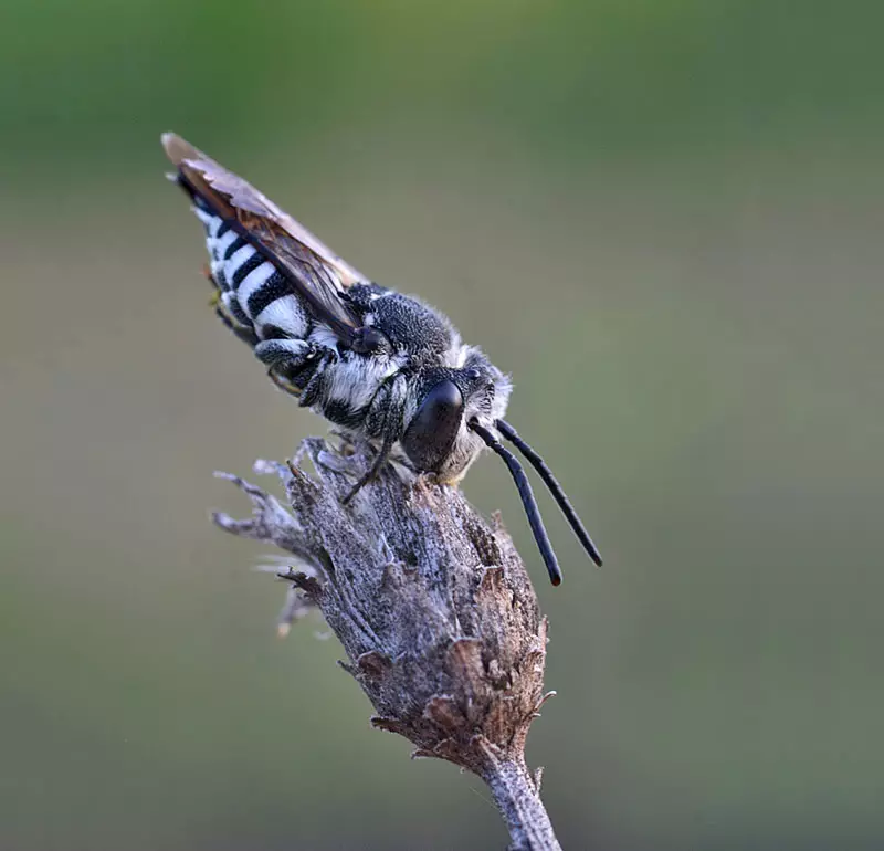 Kako čebele spijo? Fotograf Stanislav Shinkarenko. 10649_9