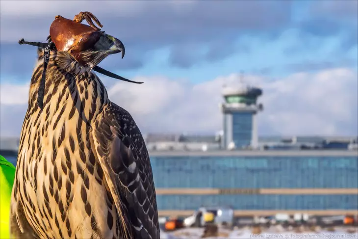 Ορνιθολογική υπηρεσία Domodedovo. Φωτογραφίες της Μαρίνας Lytseva 10723_1