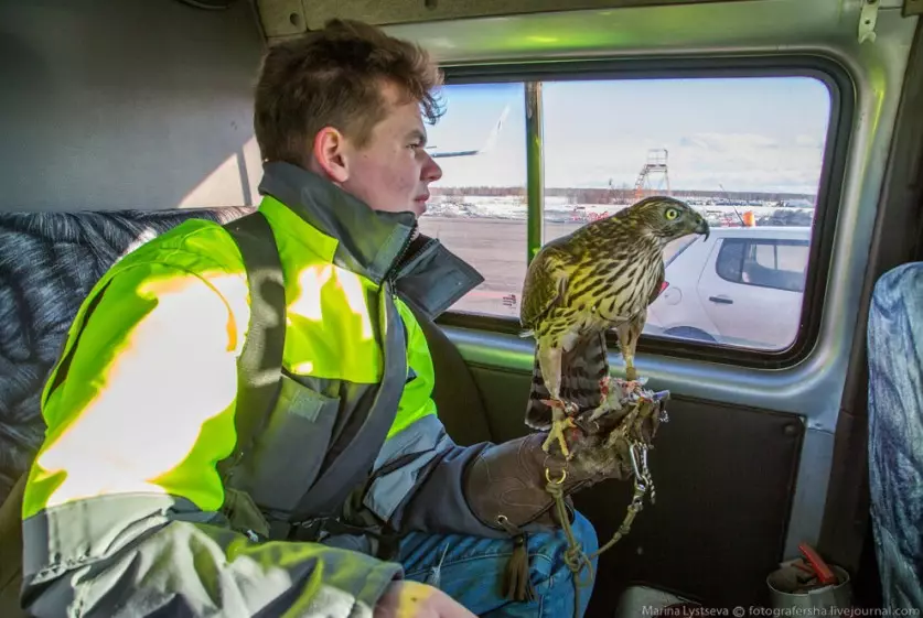 Huduma ya Ornithological Domodedovo. Picha za Marina Lytseva. 10723_10