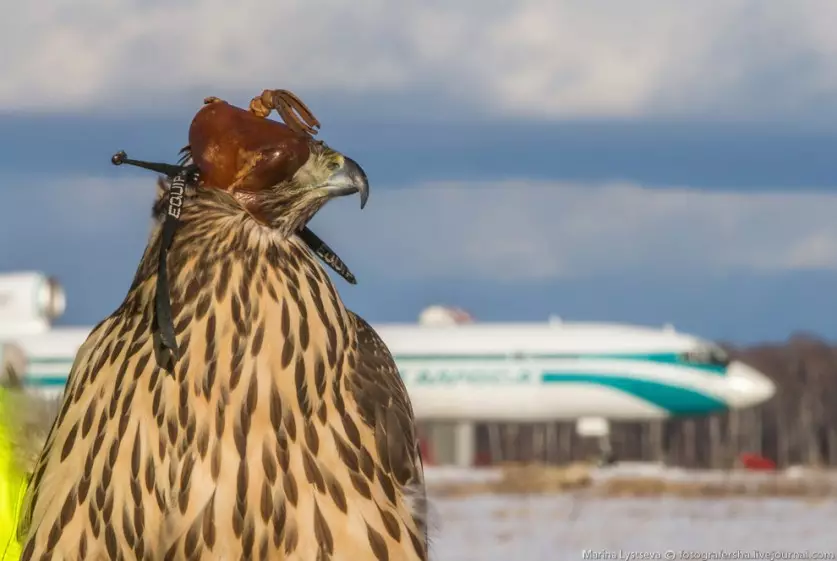 Huduma ya Ornithological Domodedovo. Picha za Marina Lytseva. 10723_13