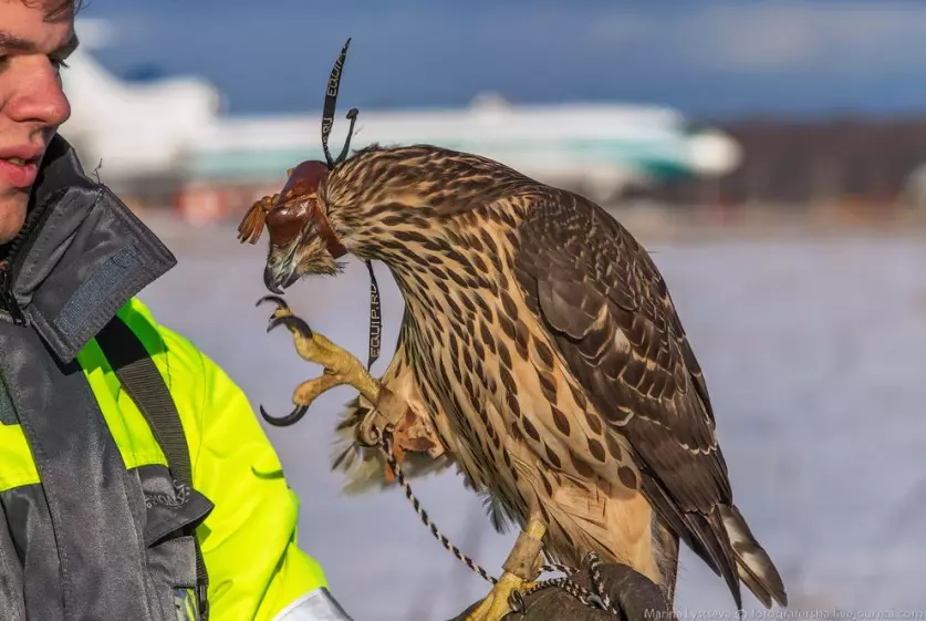 Perkhidmatan Ornithological Domodedovo. Gambar Marina Lytseva 10723_14