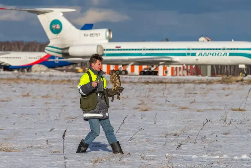 Shërbimi ornitologjik Domodedovo. Fotografitë e Marina Lytseva 10723_15