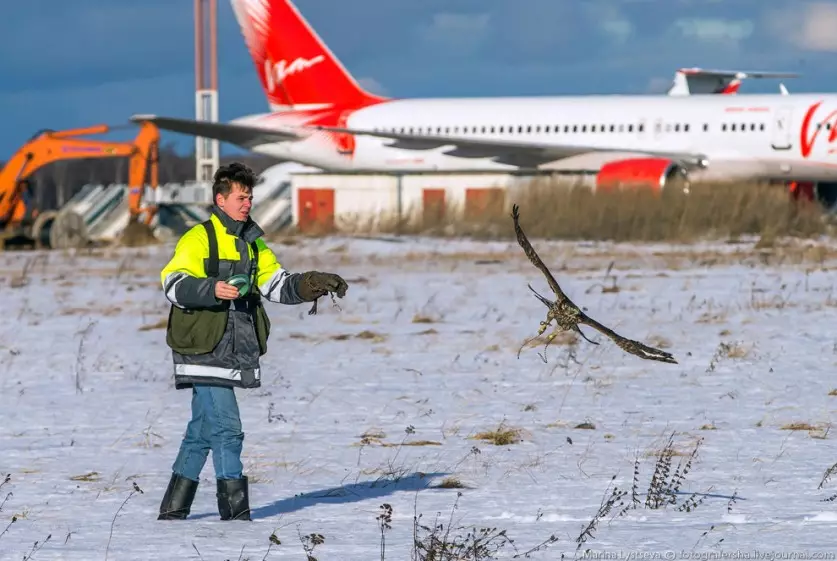 Ornitologiese diens domodedovo. Foto's van Marina Lyttva 10723_16