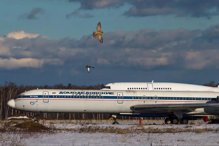 Ornitologiese diens domodedovo. Foto's van Marina Lyttva 10723_17