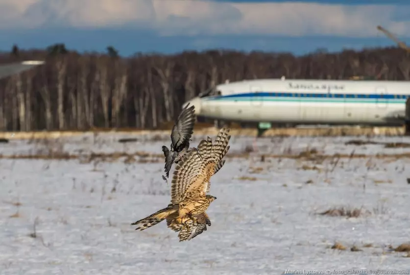 Ornitologiese diens domodedovo. Foto's van Marina Lyttva 10723_18