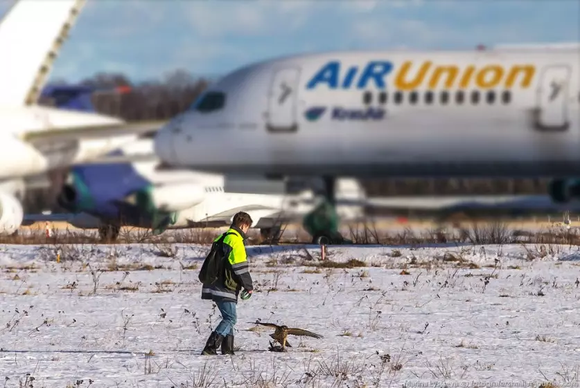 خدمة الطيور Domodedovo. صور فوتوغرافية ل Marina Lytseva 10723_19