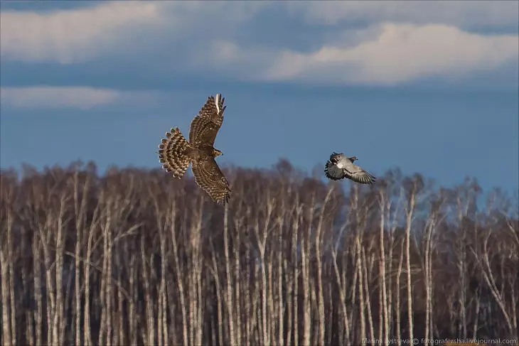 Perkhidmatan Ornithological Domodedovo. Gambar Marina Lytseva 10723_2