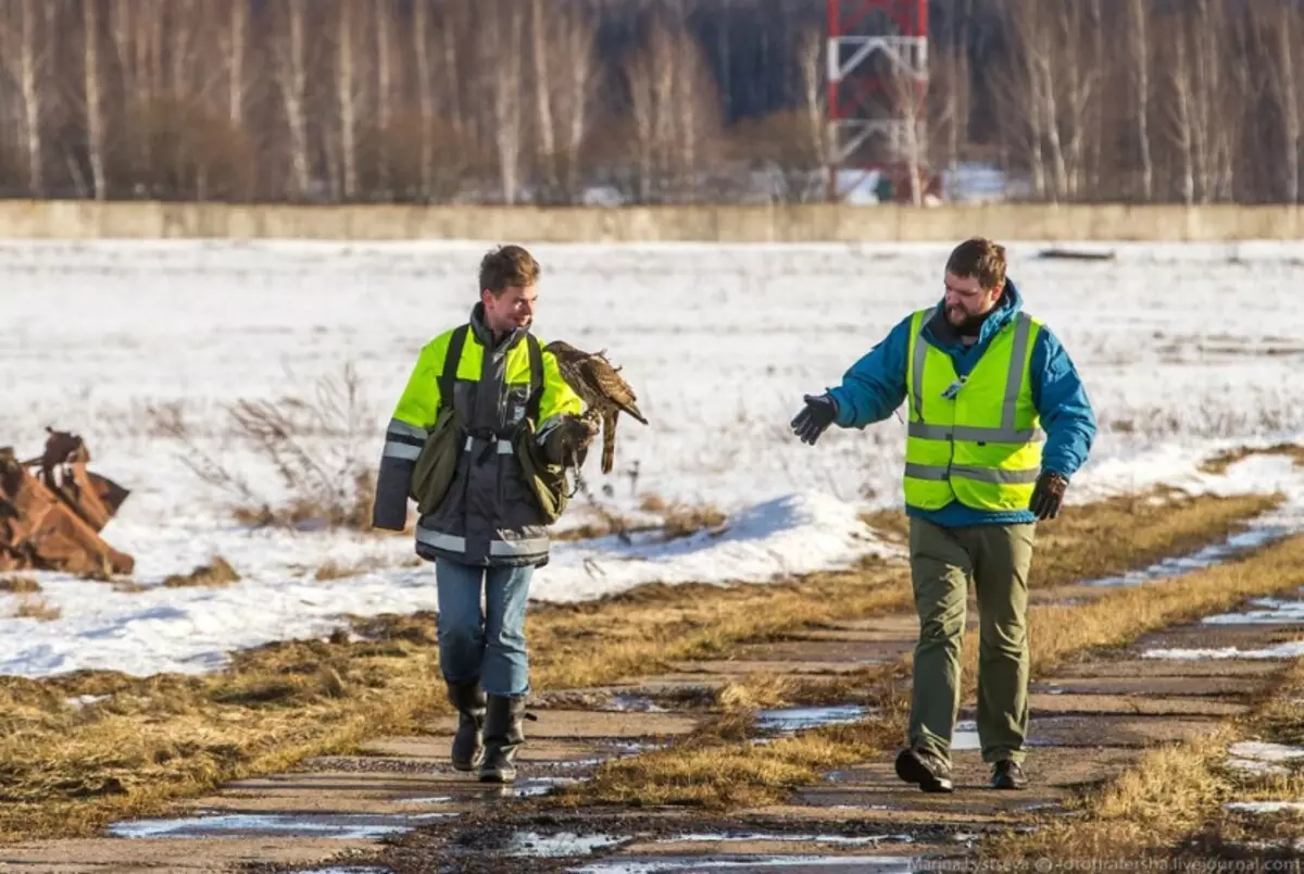 Ornitološka usluga Domodedovo. Fotografije Marina Lytseva 10723_20