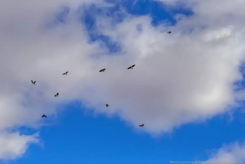 Ornitološka usluga Domodedovo. Fotografije Marina Lytseva 10723_4