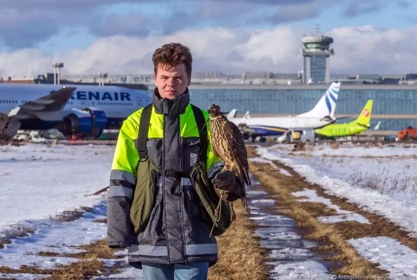 Ορνιθολογική υπηρεσία Domodedovo. Φωτογραφίες της Μαρίνας Lytseva 10723_8