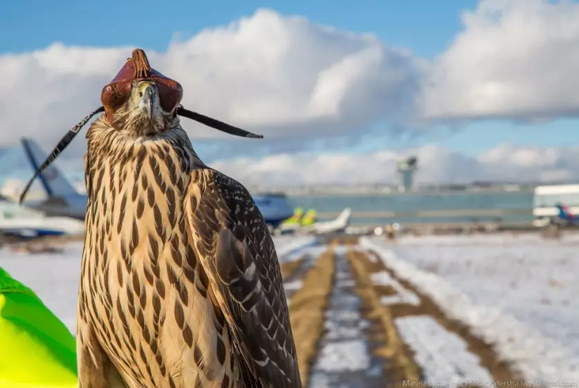 Perkhidmatan Ornithological Domodedovo. Gambar Marina Lytseva 10723_9