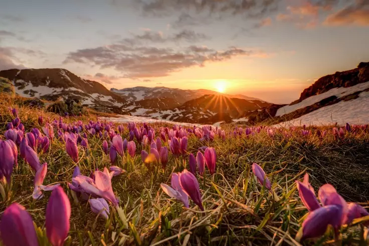 Ne întâlnim cu primăvara! Domenii de snowdrops și crocusuri ... 10747_1