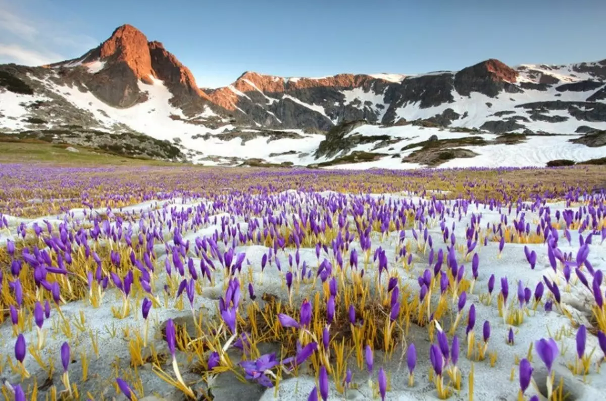 Ci incontriamo la primavera! Campi di bucaneve e croco ... 10747_10