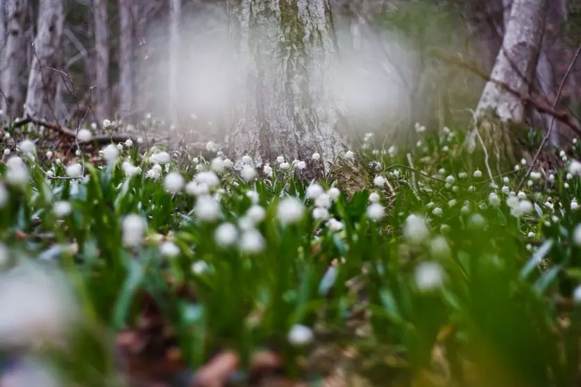 Ne întâlnim cu primăvara! Domenii de snowdrops și crocusuri ... 10747_11