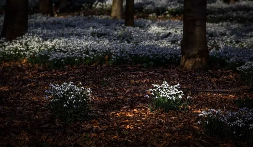 Ne întâlnim cu primăvara! Domenii de snowdrops și crocusuri ... 10747_12