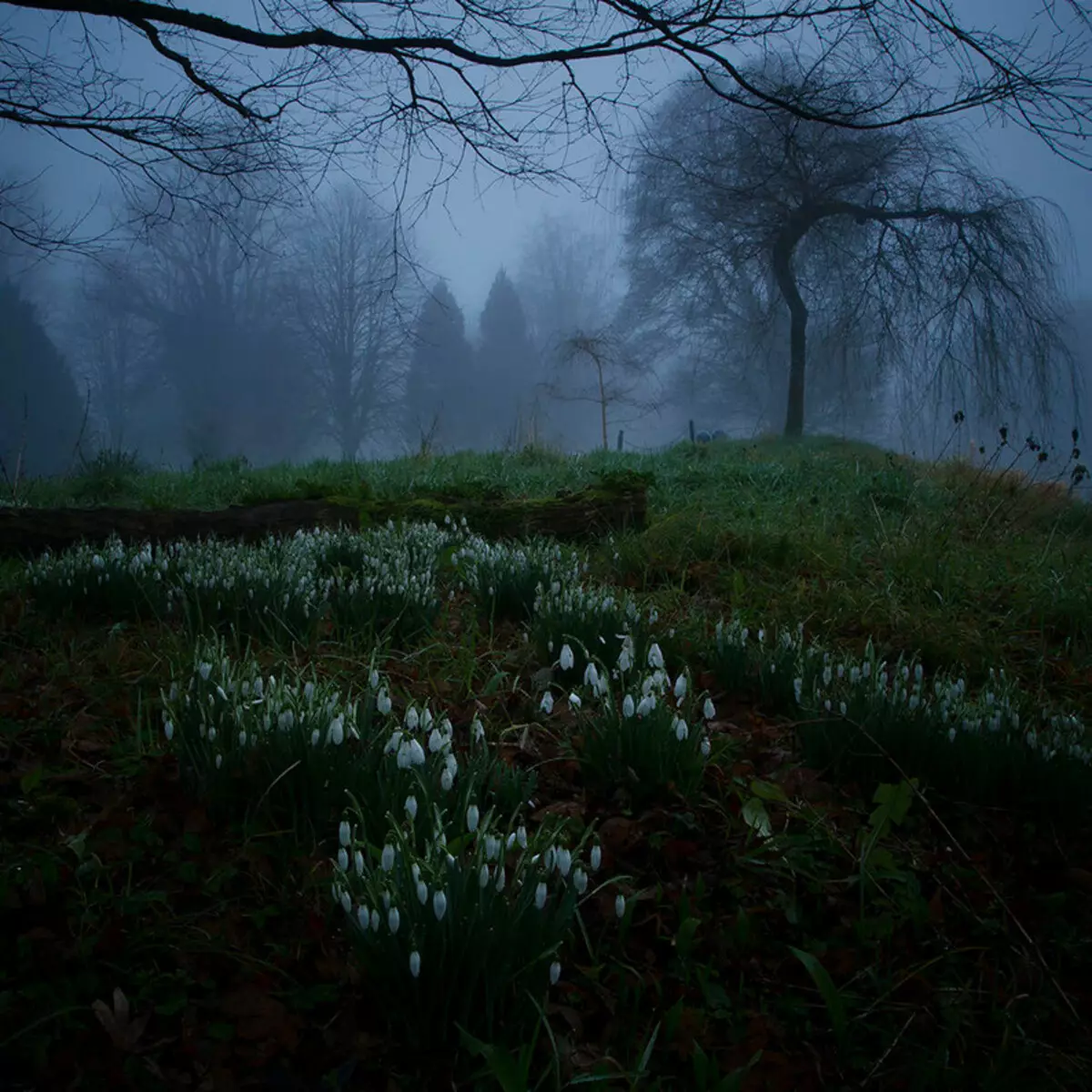 Buailimid leis an earrach! Réimsí snowdrops agus crocuse ... 10747_3