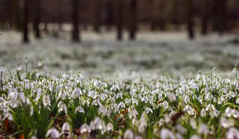 ہم موسم بہار سے ملتے ہیں! snowdrops اور crocuses کے شعبوں ... 10747_5