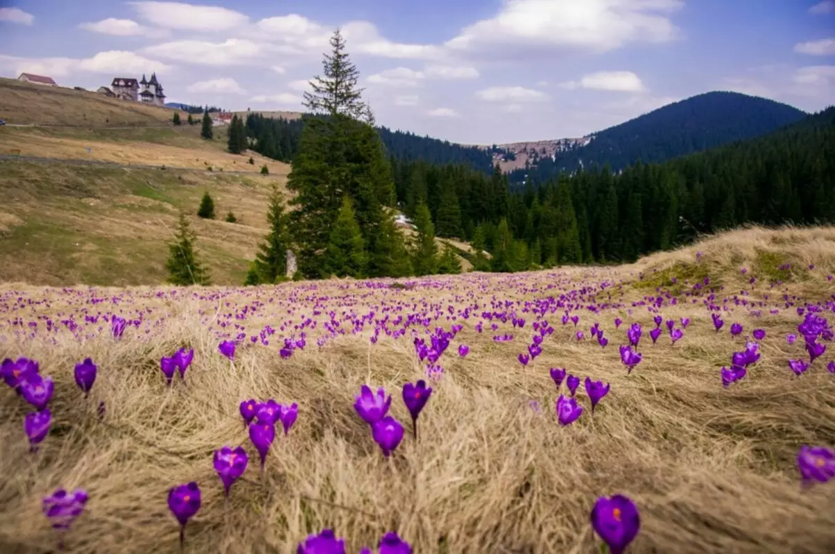 Ne întâlnim cu primăvara! Domenii de snowdrops și crocusuri ... 10747_6