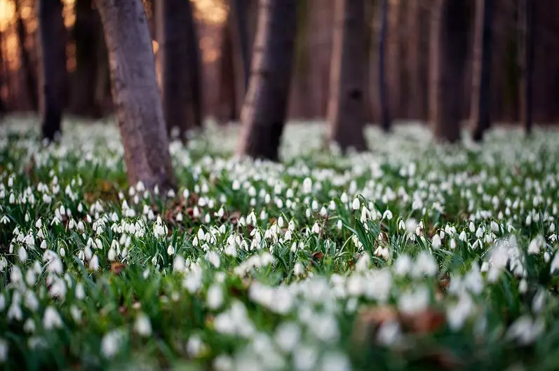 Buailimid leis an earrach! Réimsí snowdrops agus crocuse ... 10747_7