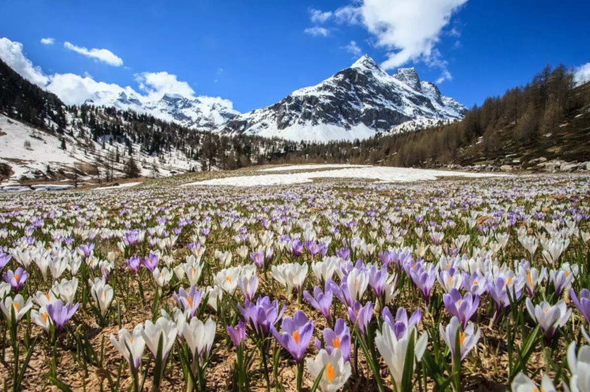 Mun hadu da bazara! Filayen dusar kankara da crocuses ... 10747_8