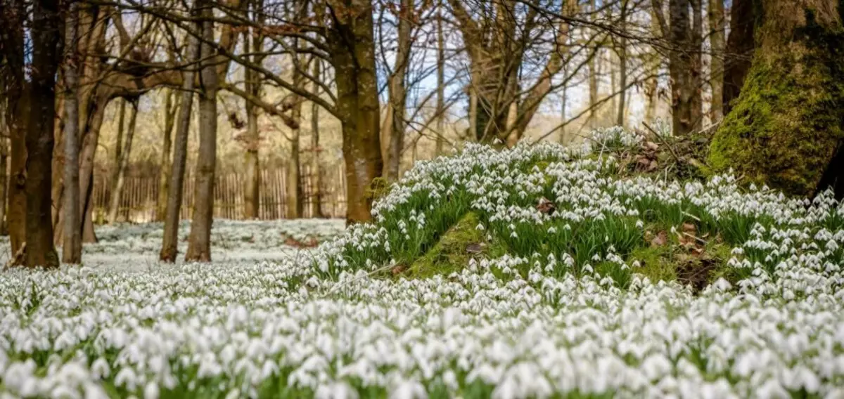 ہم موسم بہار سے ملتے ہیں! snowdrops اور crocuses کے شعبوں ... 10747_9