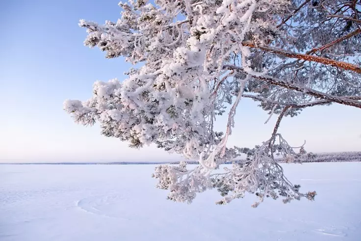 Karelian Taiga in Irina White Irina Lens 10770_1