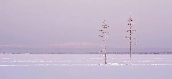 Karelian Taiga in Irina White Irina Lens 10770_9