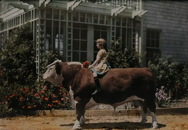 23. Barnet kører på Herreford Bull nær byen Pleasanton. California, 1926 National Geographic, History, Nature, Photography